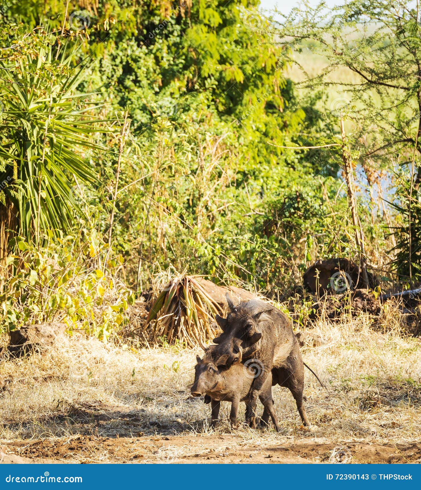 Mating Warthogs in Wild stock image. Image of african - 72390143