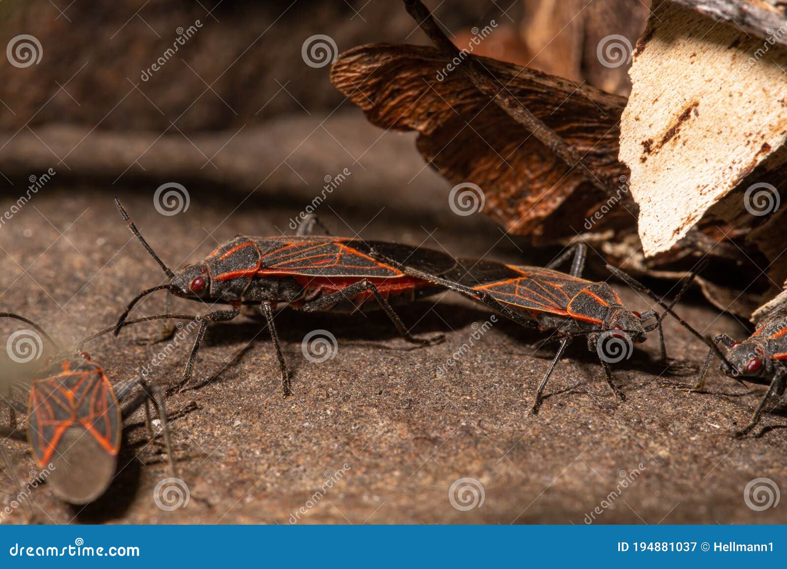 Western Boxelder Bugs stock image. Image of boisea, washington - 194881037