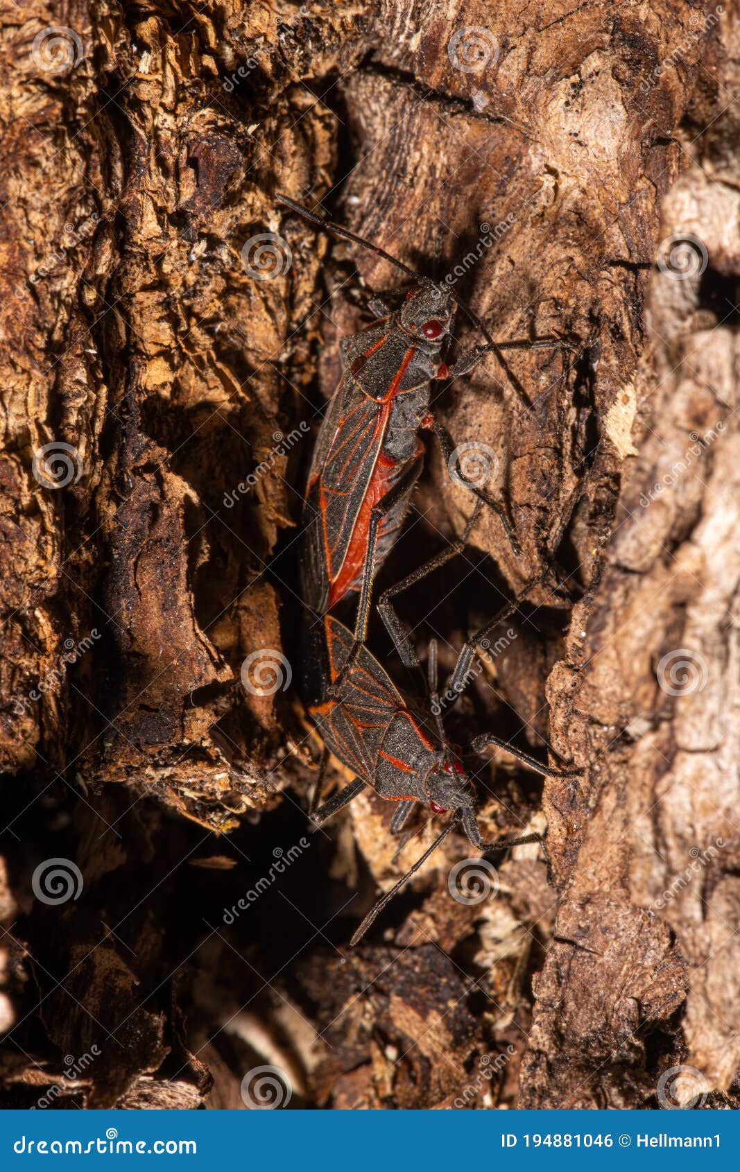 Western Boxelder Bugs stock photo. Image of rhopalidae - 194881046