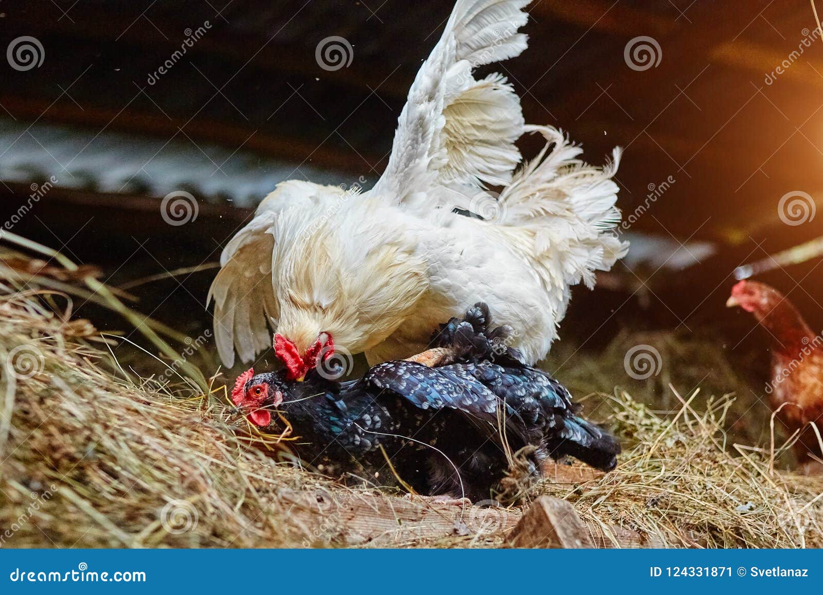 Mating of White Rooster and Black Hen Stock Image - Image of mating ...