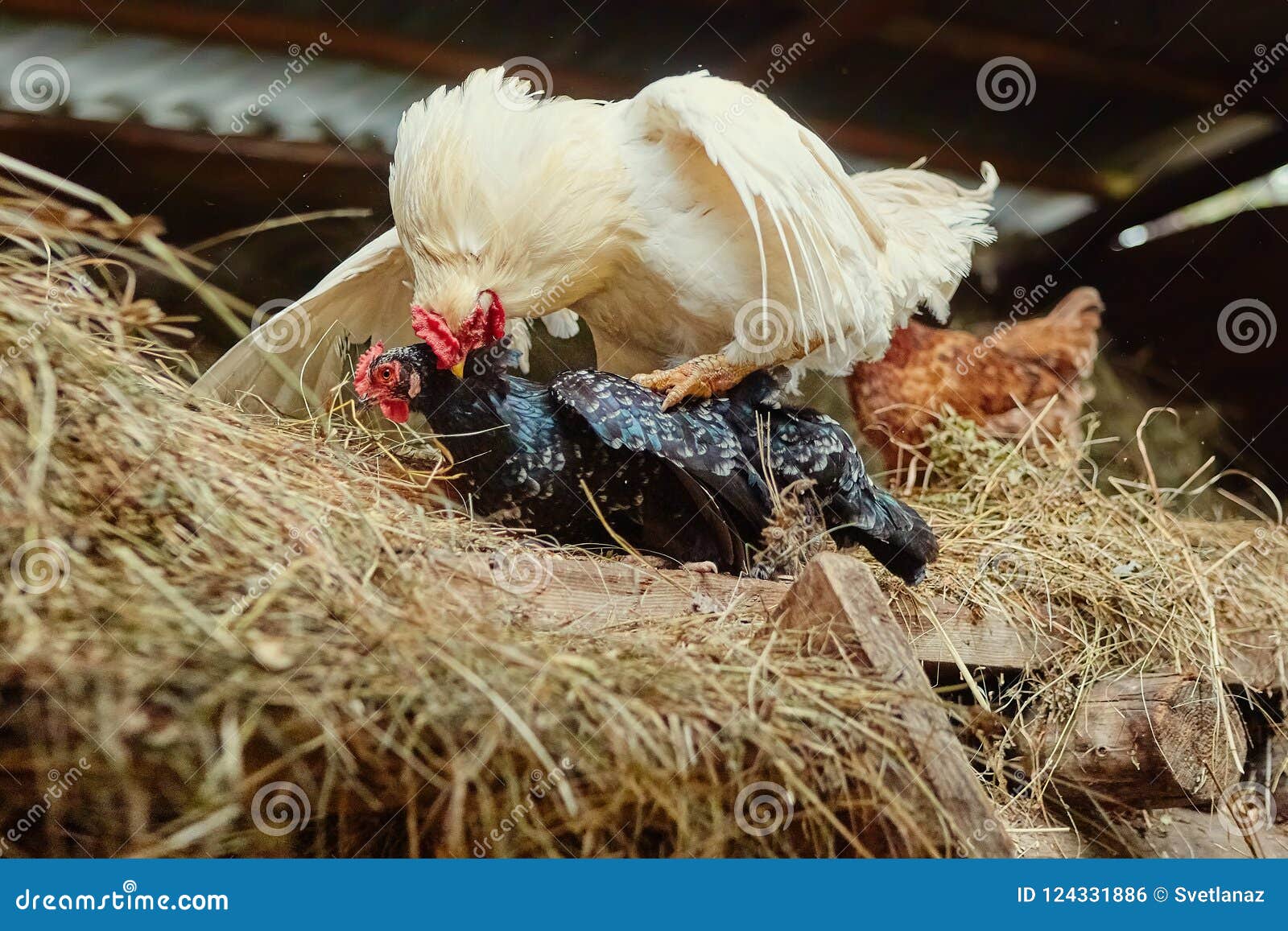 Mating of White Rooster and Black Hen Stock Photo - Image of couple ...