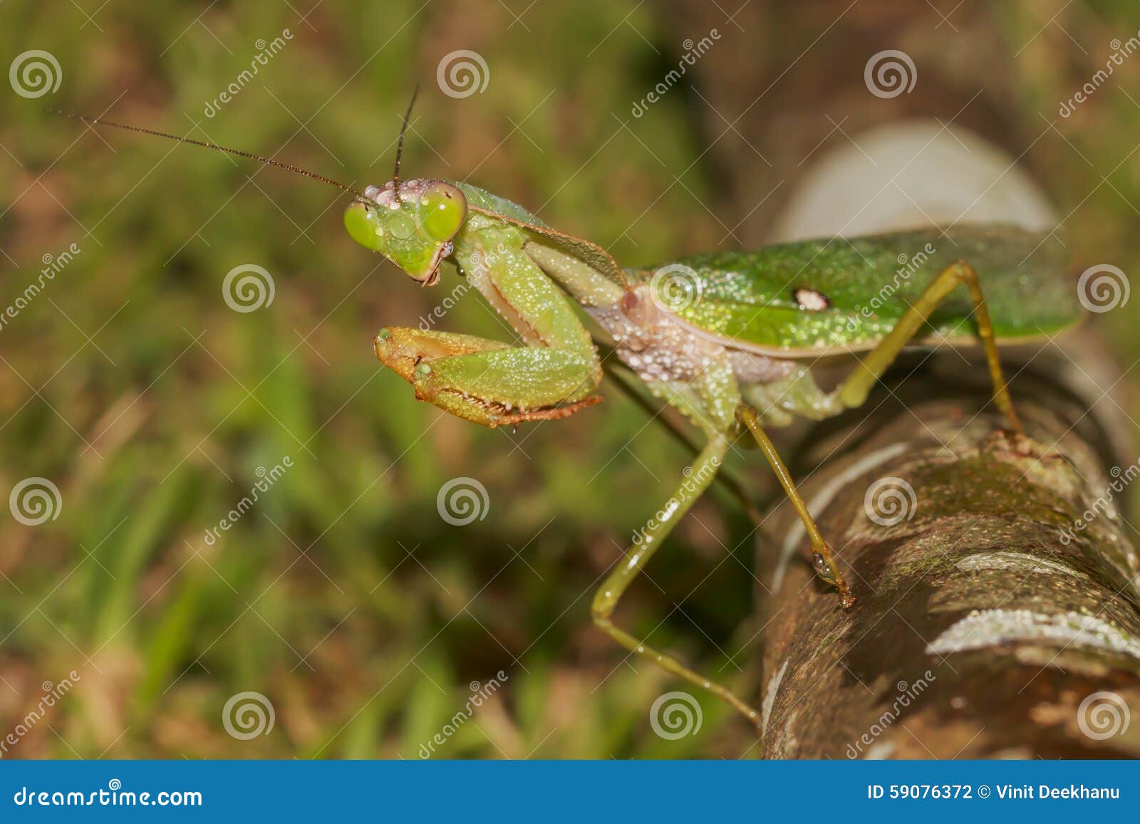 Matis stock foto. Image of kruipen, insect, vliegen, exemplaar - 59076372