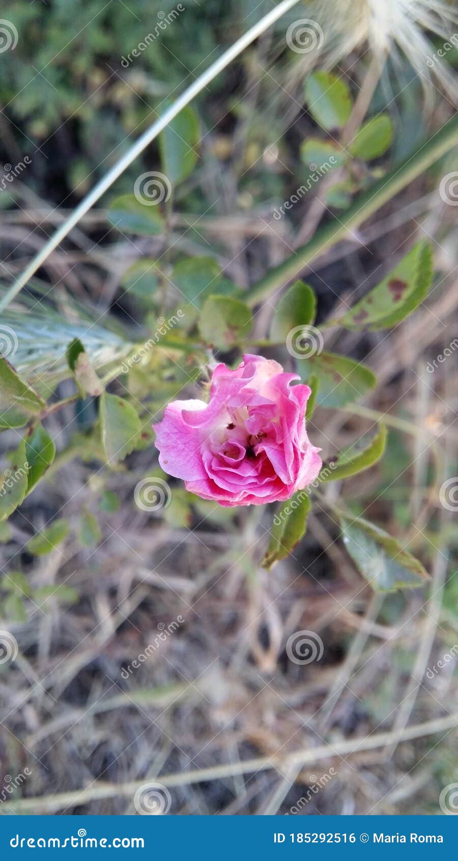 Mato Com Rosas Selvagens Cor-de-rosa Foto de Stock - Imagem de bonito ...