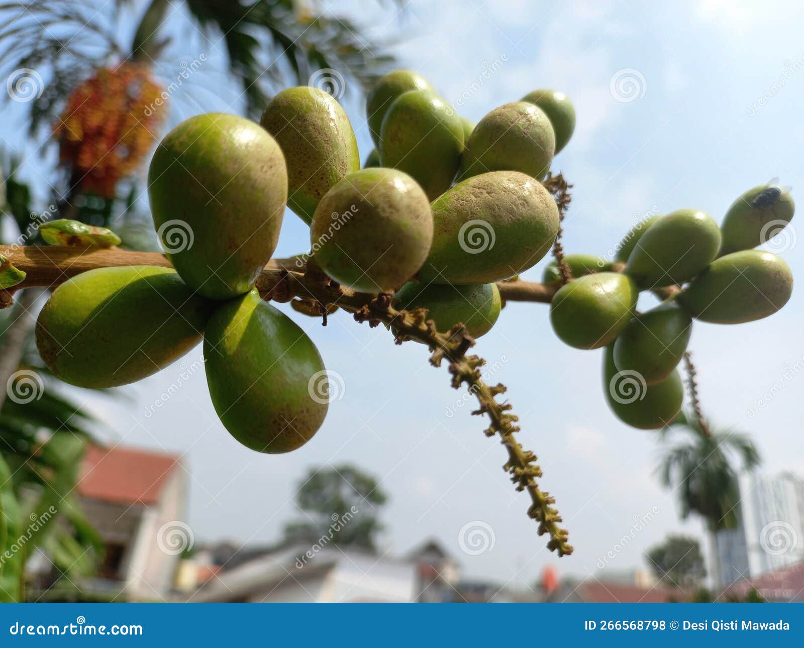 Matoa Fruit from Indonesia stock photo. Image of matoa - 266568798