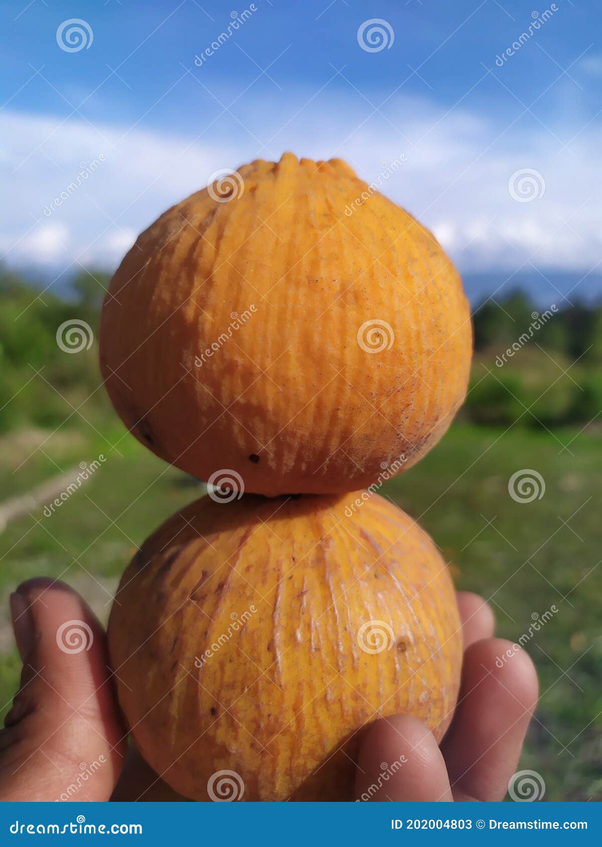 Matoa Fruit Tree from North Sumatra Stock Image - Image of fruit, north ...