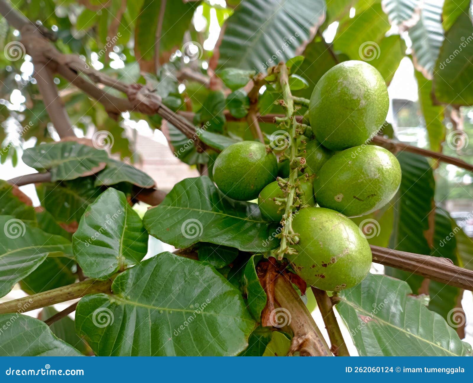 Matoa Fruit,fruit Tropical from Papua Stock Photo - Image of fruitfruit ...