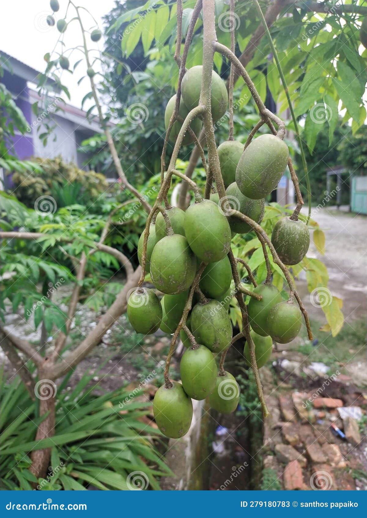 MATOA FRUIT stock image. Image of matoa, fruit, fresh - 279180783