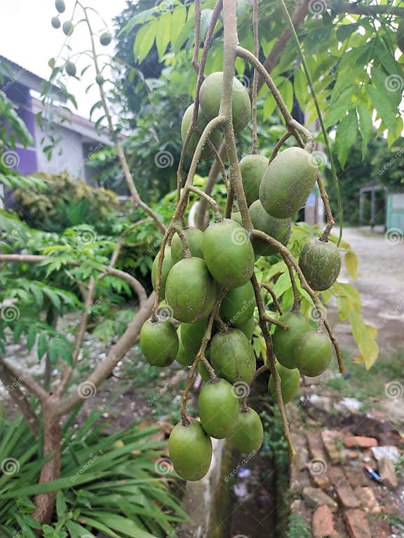 MATOA FRUIT stock image. Image of matoa, fruit, fresh - 279180783