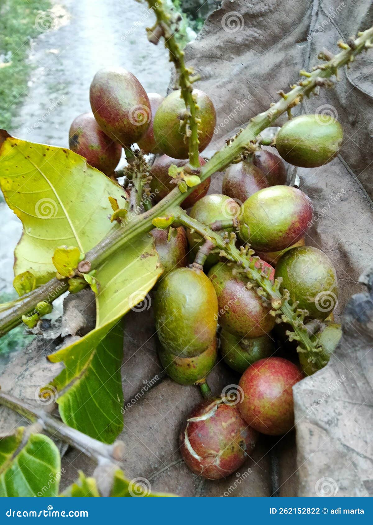 Matoa the Most Valuable Fruit from Papua Indonesia Stock Photo - Image ...