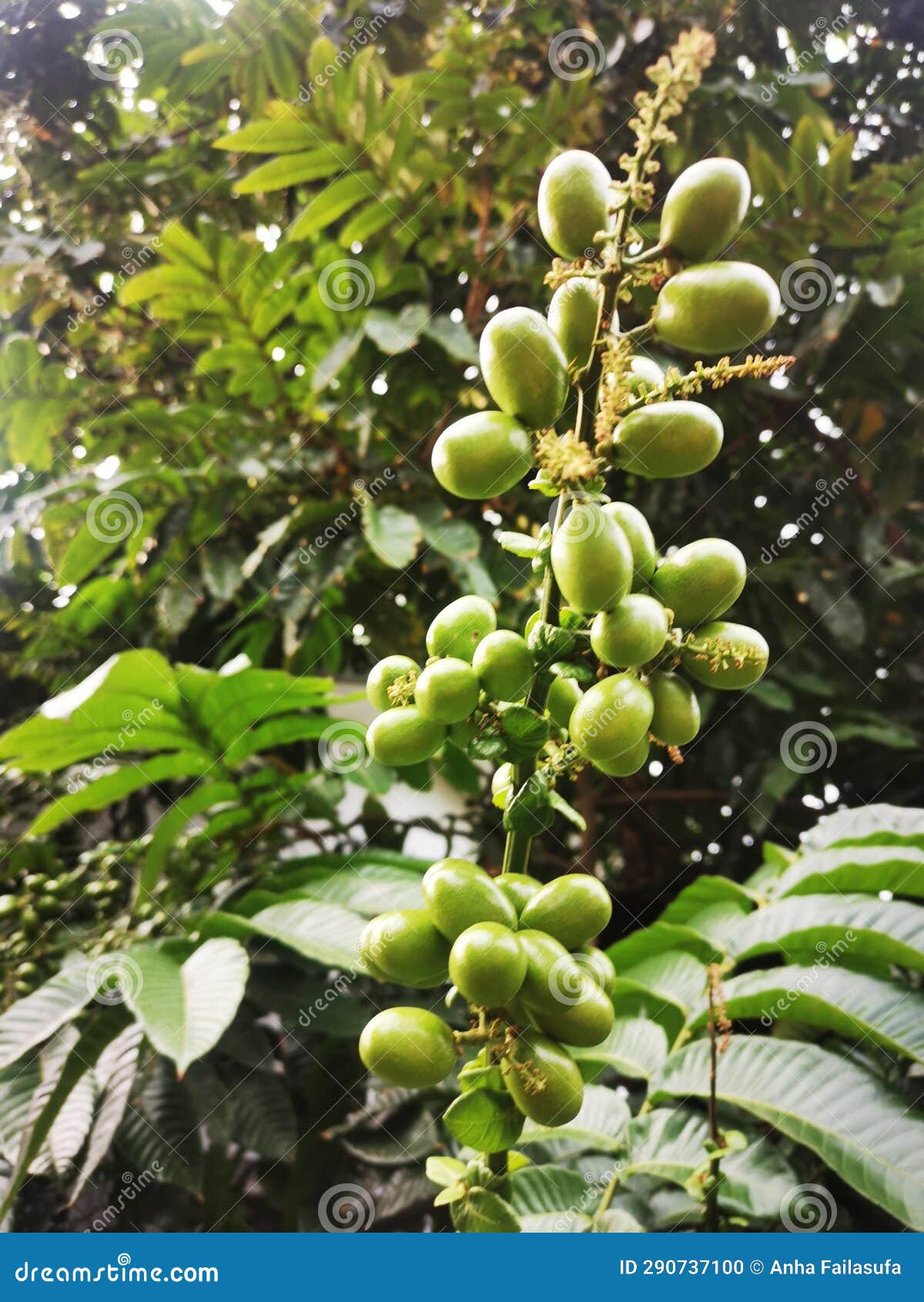 Matoa stock photo. Image of produce, blossom, green - 290737100