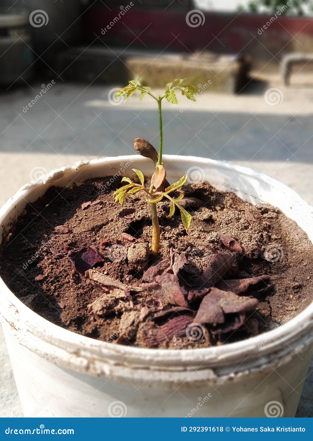 Matoa Tree (Pometia Pinnata) Seedlings Stock Photo - Image of soil ...