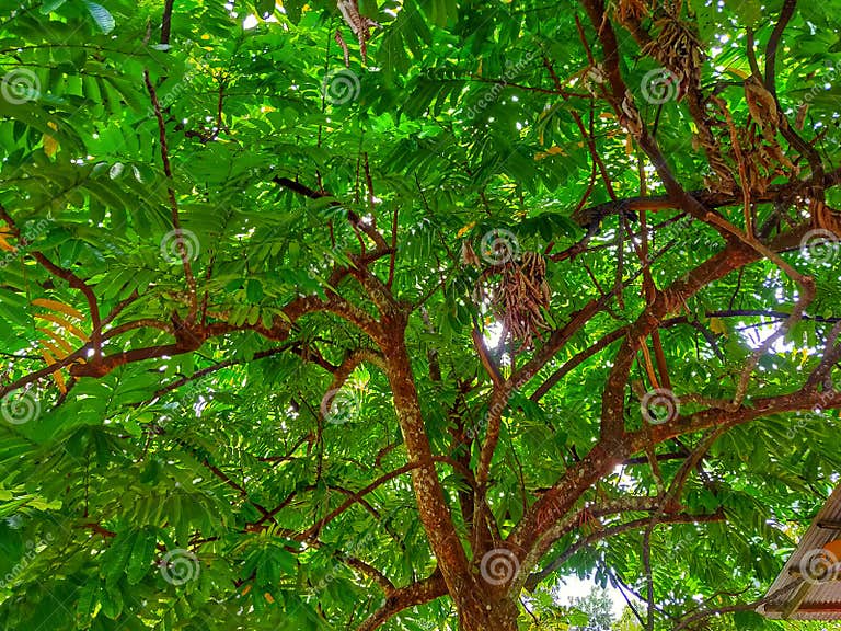 This is a Matoa Tree or Another Name Pometia Pinnata Stock Image ...