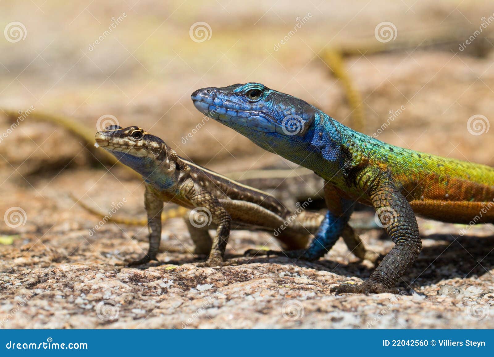 Matobo lizards stock photo. Image of female, bright, depth - 22042560