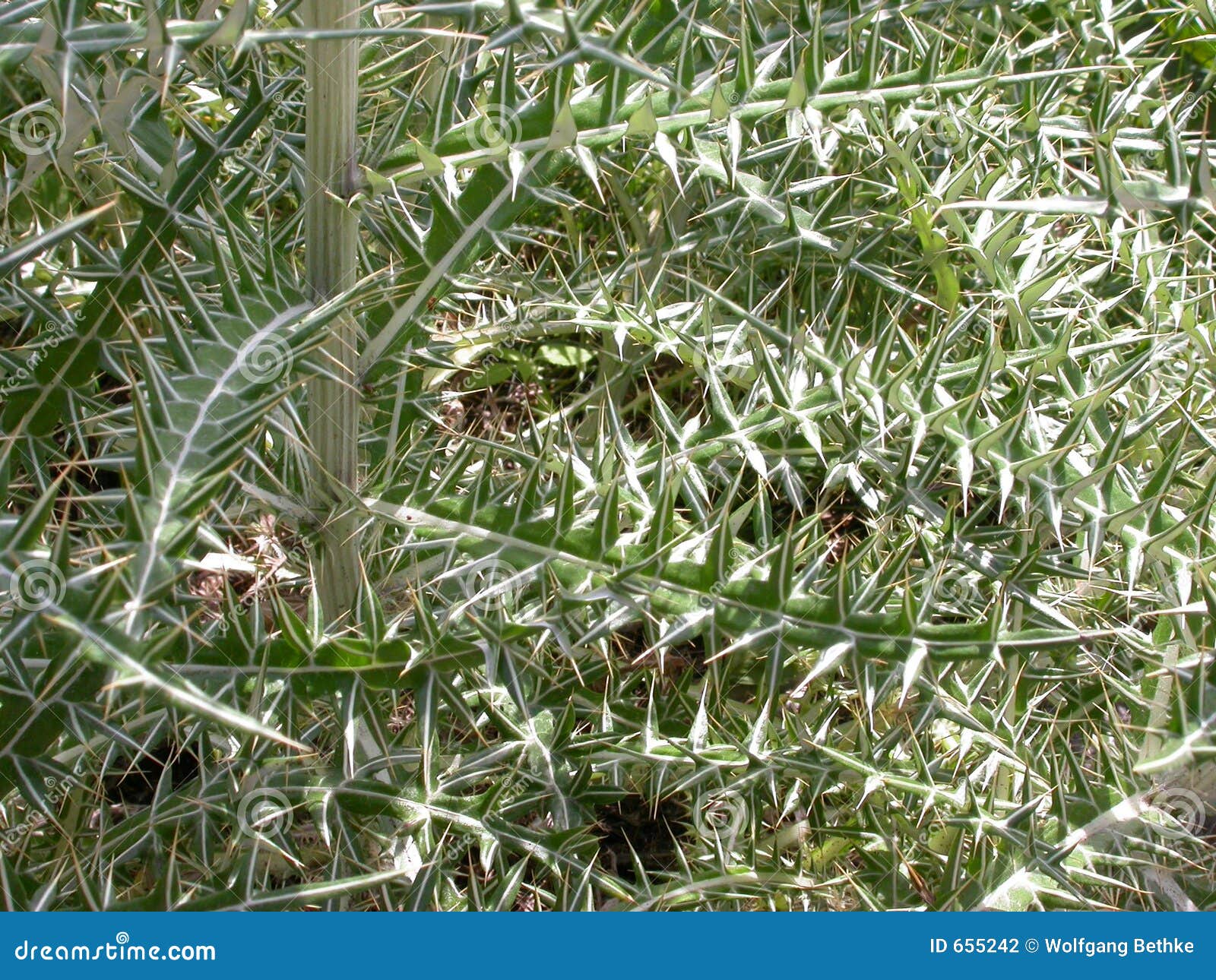 Matorral espinoso foto de archivo. Imagen de acentuado - 655242