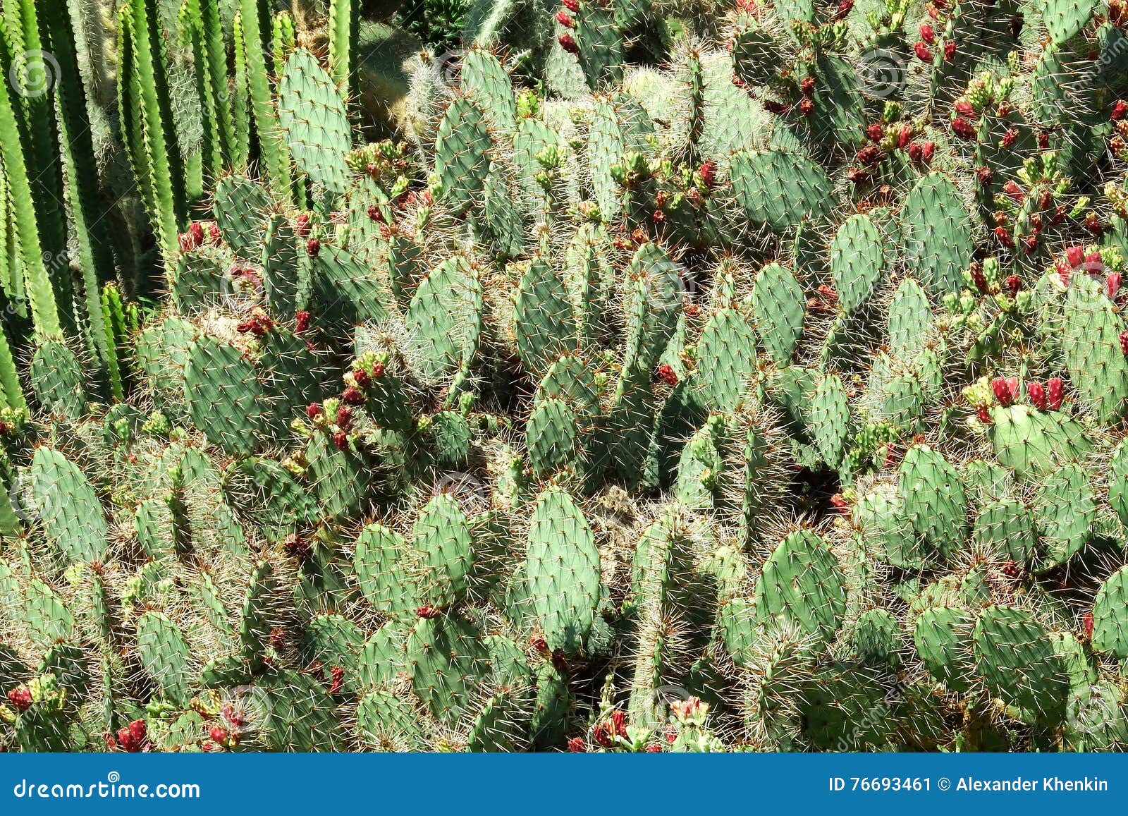 Matorrales del cactus imagen de archivo. Imagen de cubo - 76693461