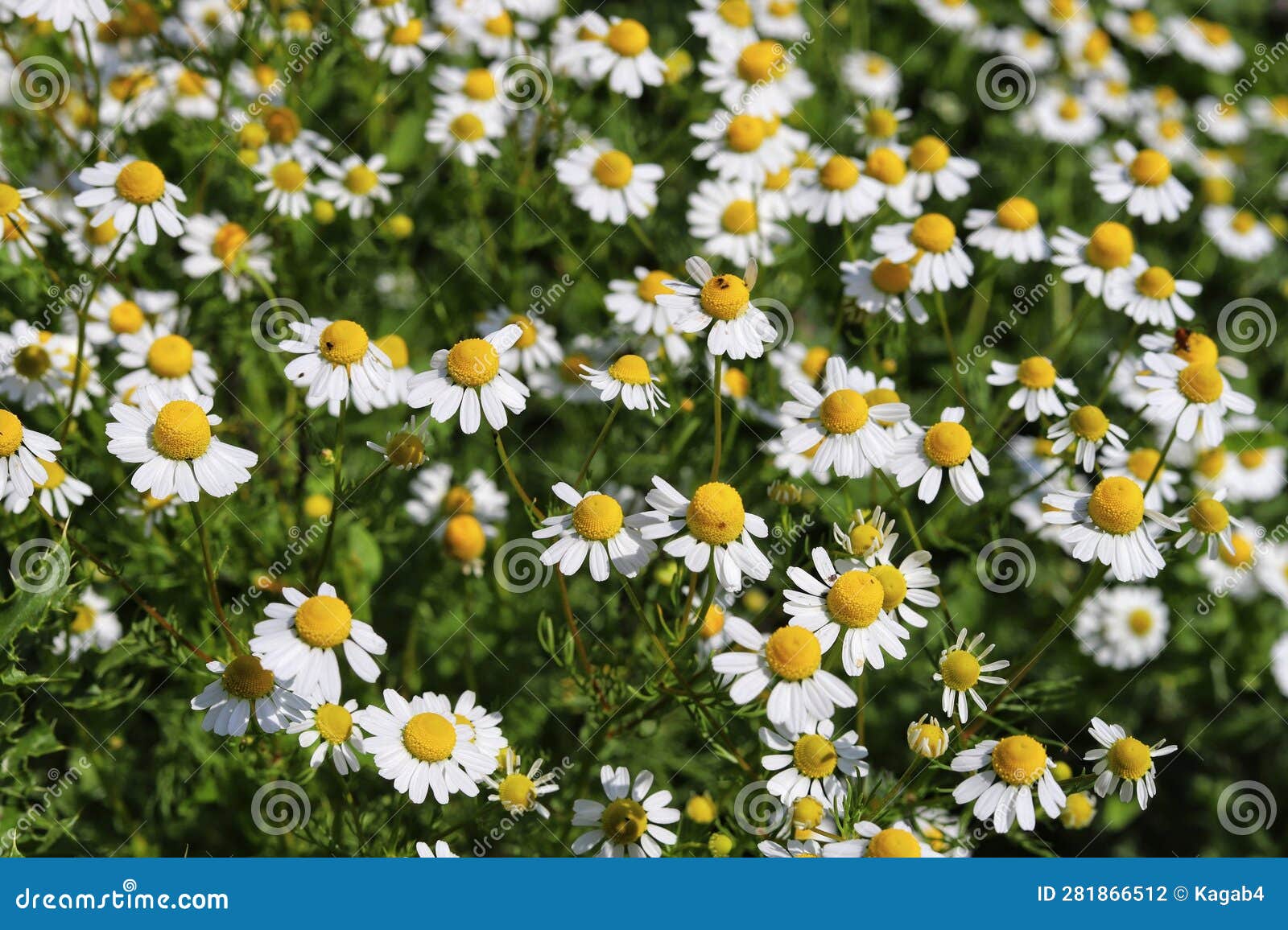 Matricaria Chamomilla Flowers on Meadow. Stock Photo - Image of meadow ...