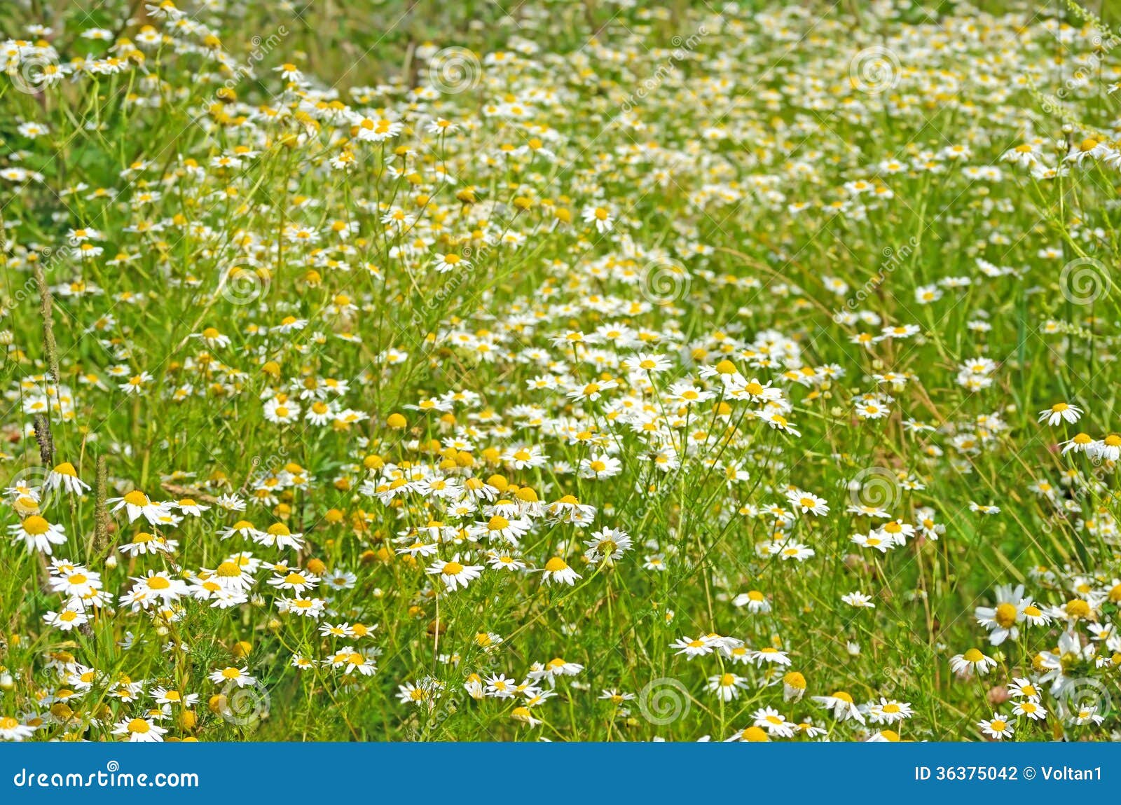 Matricaria Chamomilla Flowers on Meadow Stock Photo - Image of ...