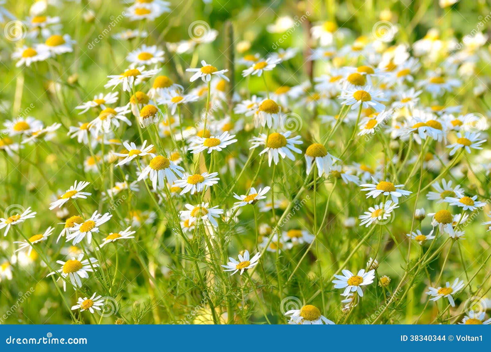 Matricaria Chamomilla Flowers on Meadow Stock Photo - Image of closeup ...