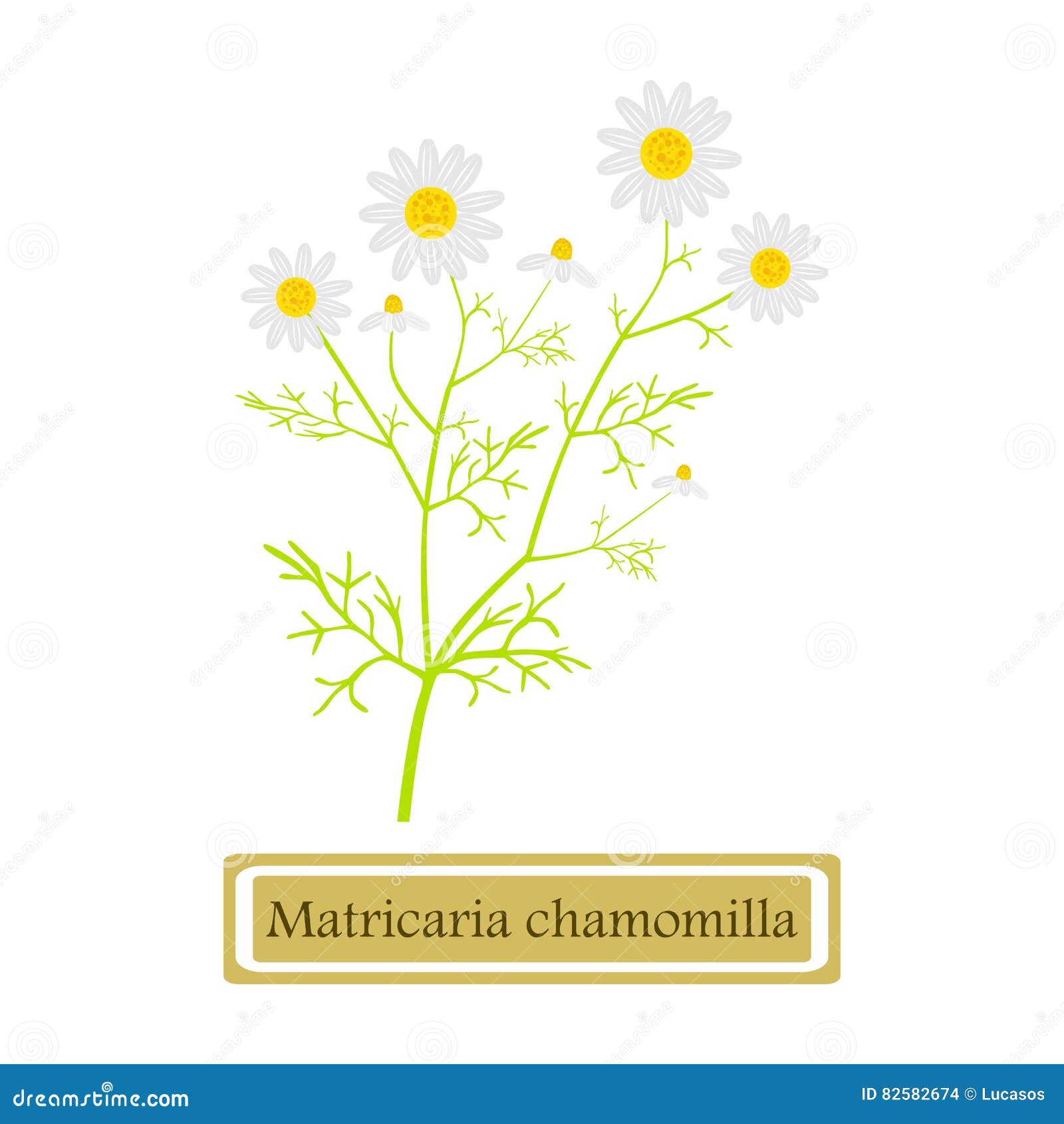 Matricaria Chamomilla - Vector Illustration in Flat Style Stock Vector ...