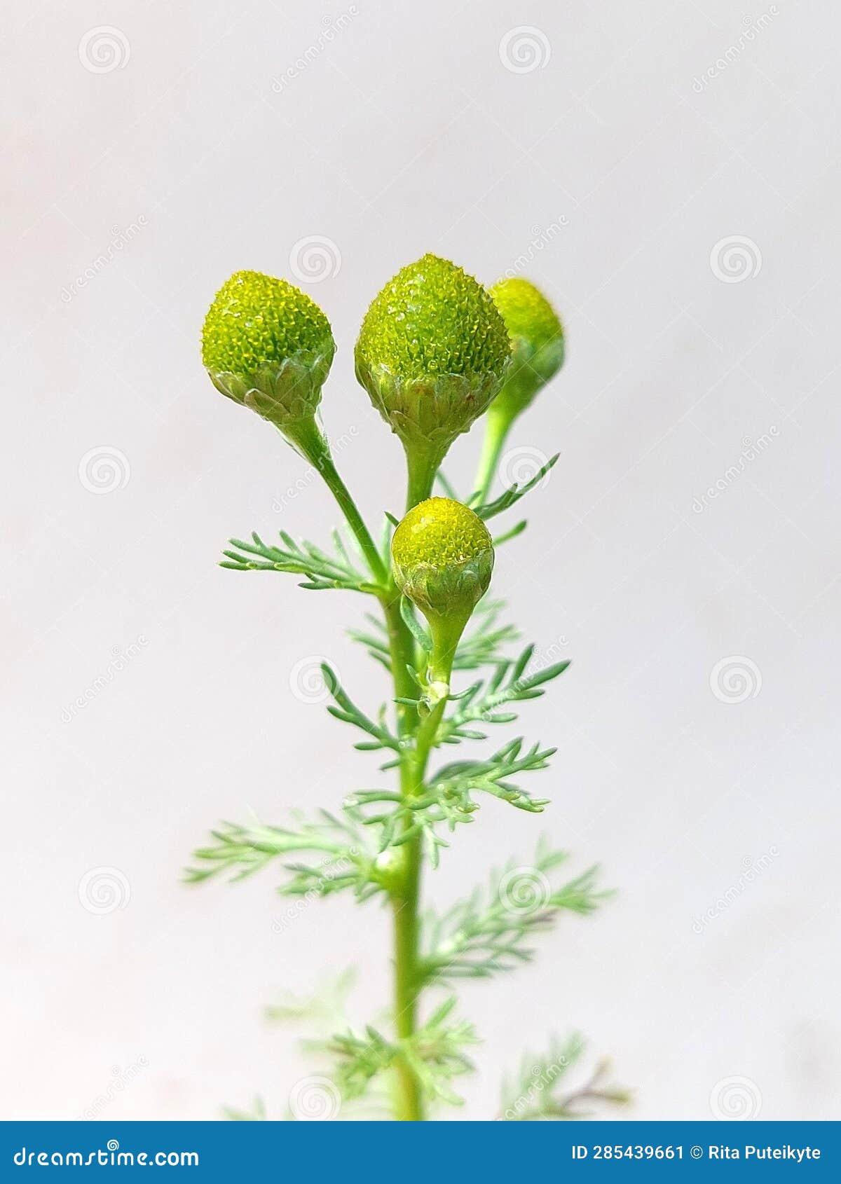 Matricaria discoidea stock image. Image of species, discoidea - 285439661