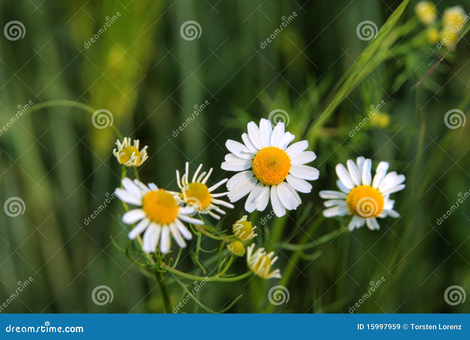 Matricaria recutita stock image. Image of recutita, herb - 15997959
