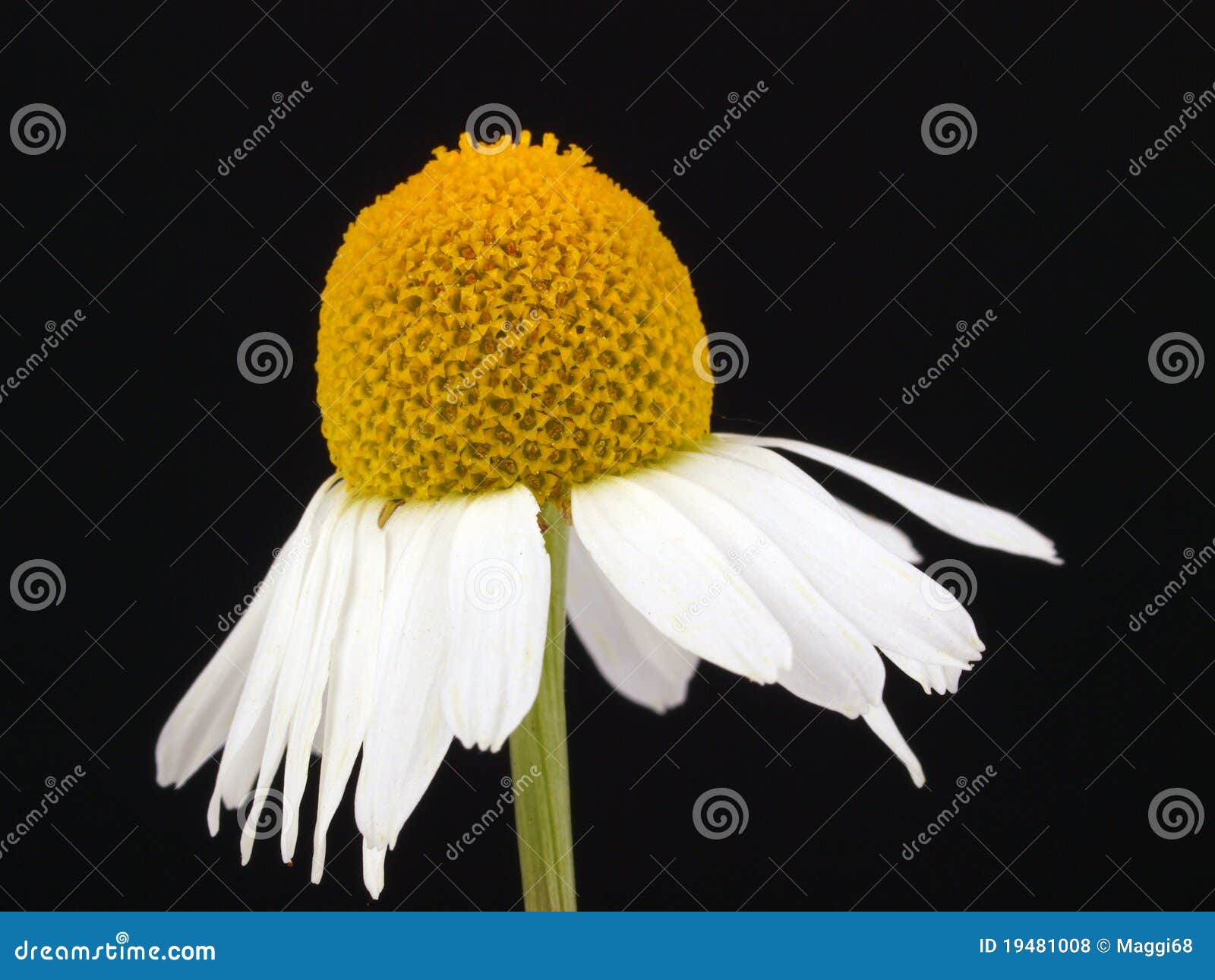 Matricaria recutita stock photo. Image of pseudanthium - 19481008