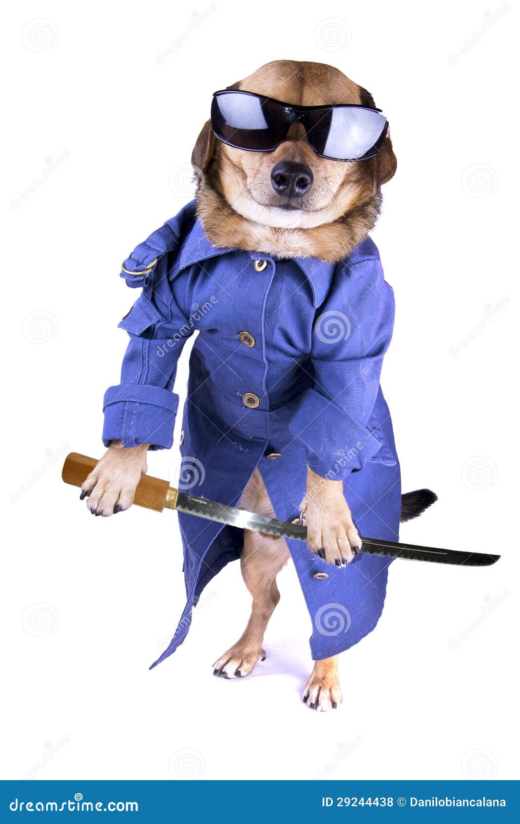 Matrix dog stock photo. Image of matrix, action, golden - 29244438