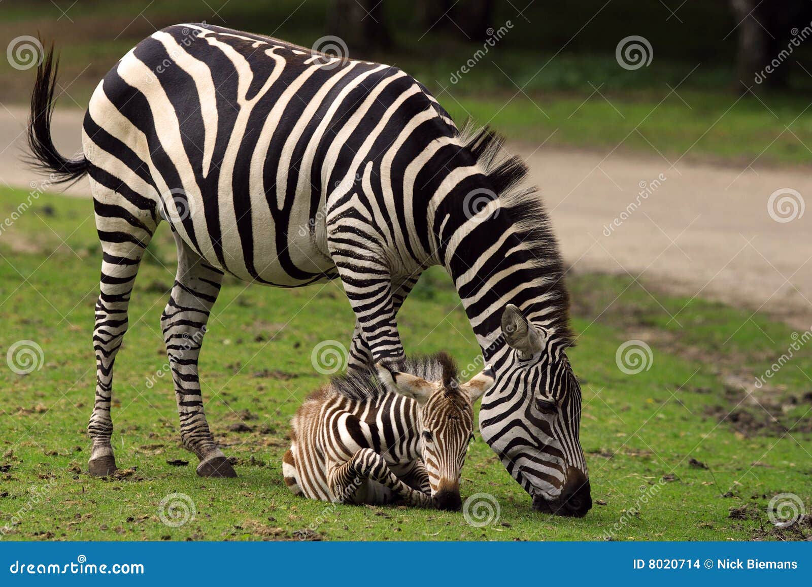 Matriz da zebra com potro foto de stock. Imagem de fofofo - 8020714