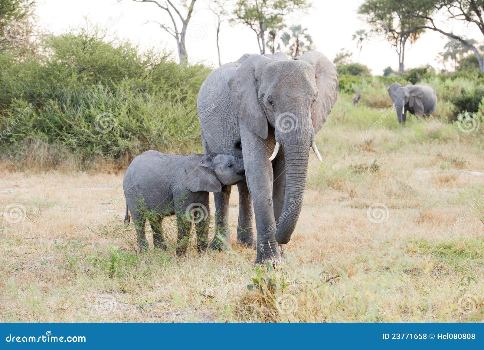 Matriz Do Elefante Com Bebê Do Suckling Foto de Stock - Imagem de ...