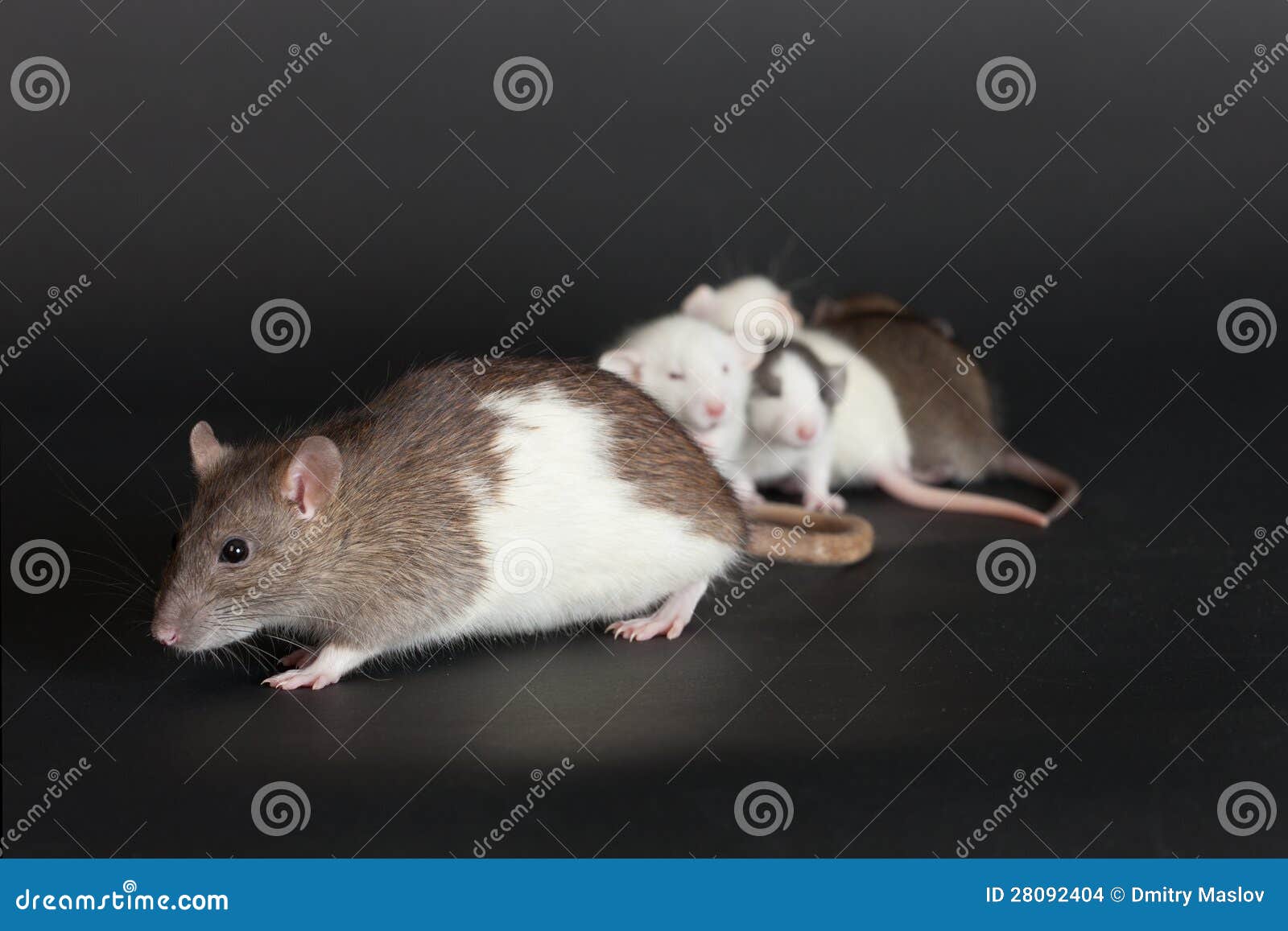 Matriz Do Rato E Seu Bebê Pequeno Foto de Stock - Imagem de pets ...