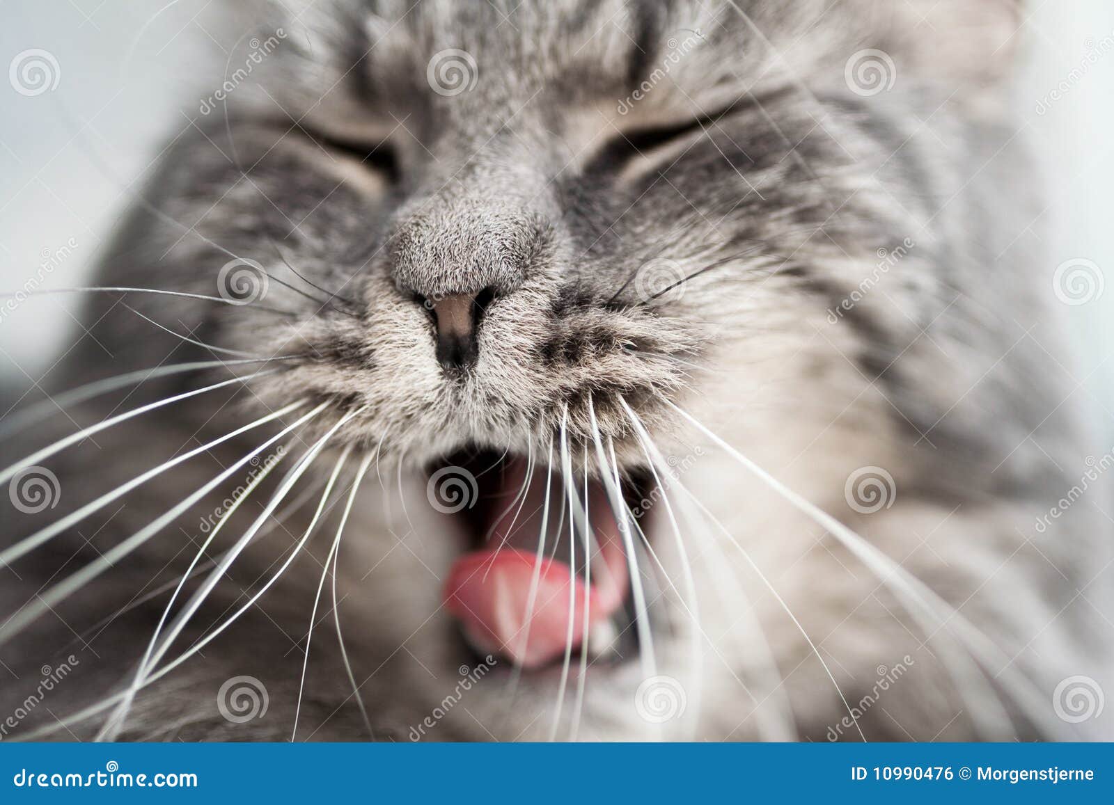 Matroskin 2 stock photo. Image of somnolency, moustache - 10990476