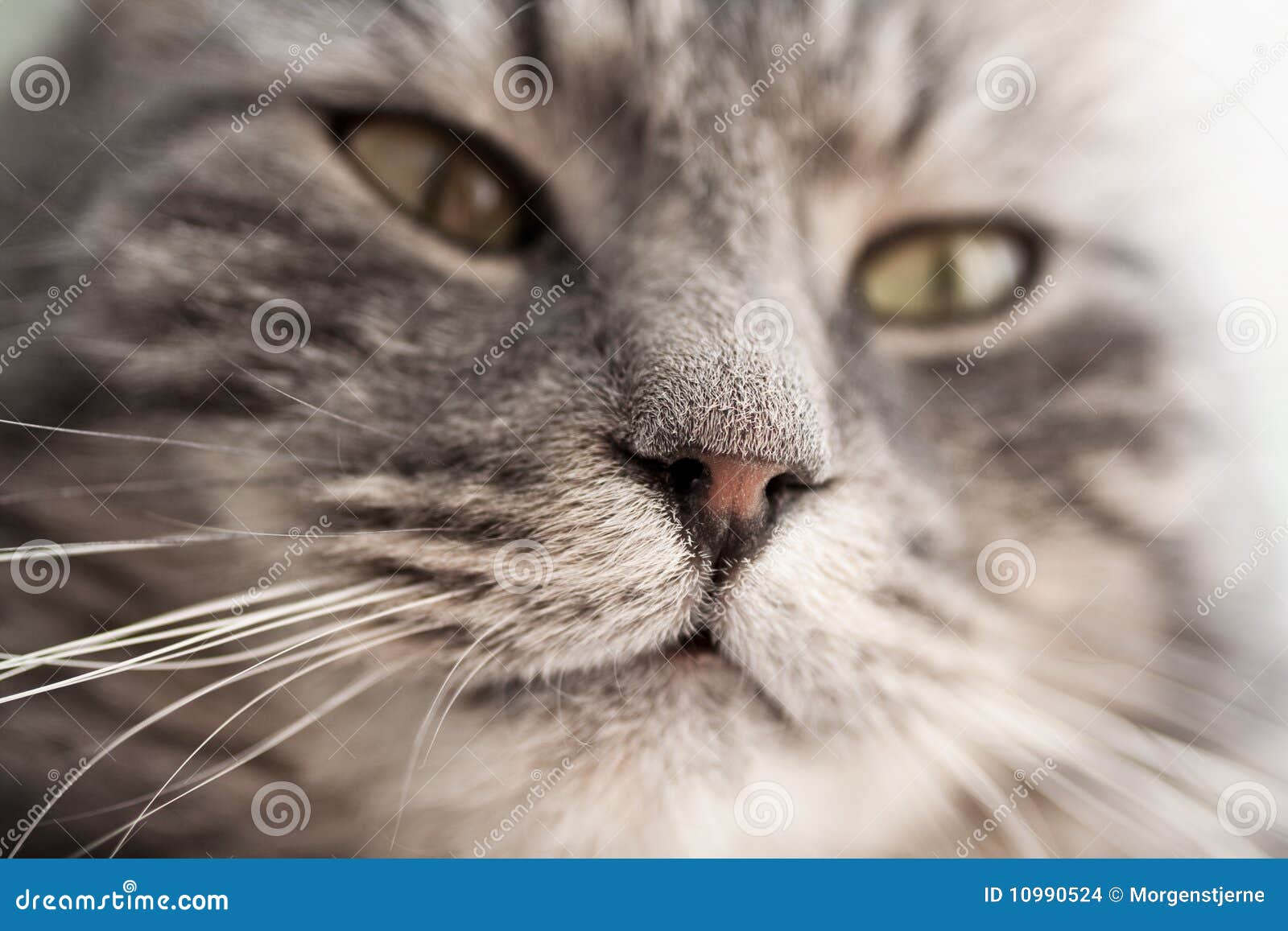 Matroskin 2 stock photo. Image of oscitation, cheshire - 10990524