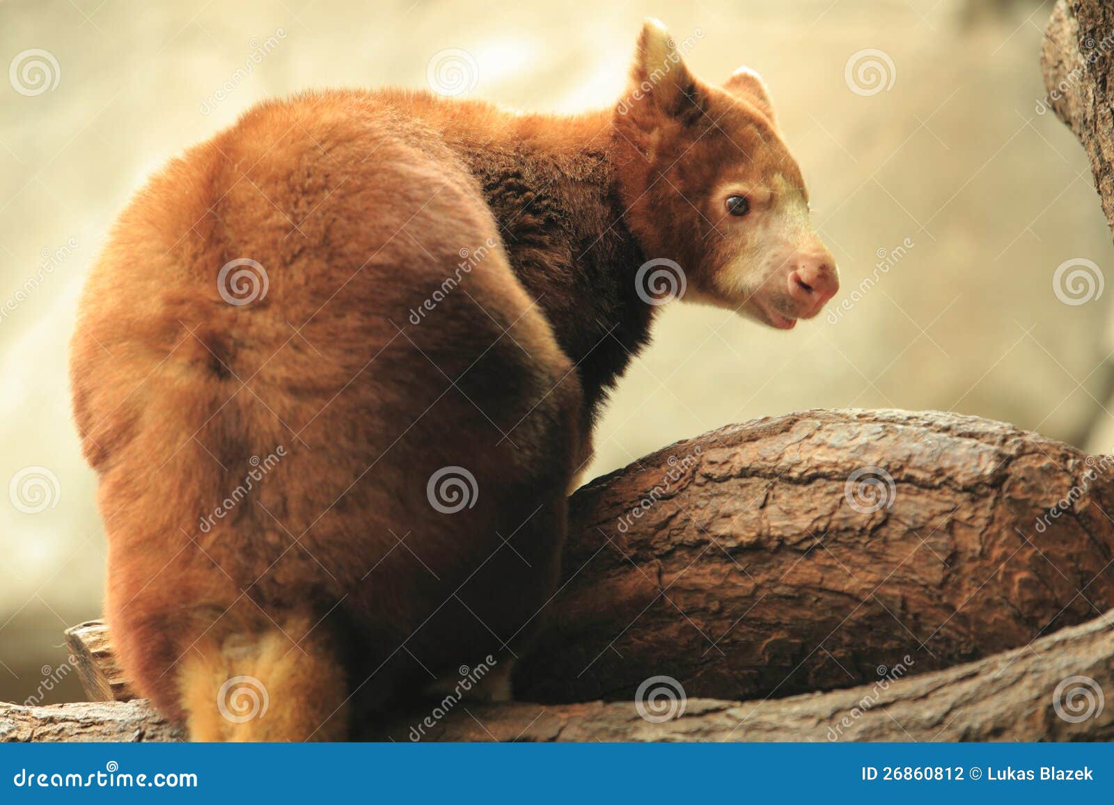 Matschie s tree-kangaroo stock photo. Image of kangaroo - 26860812