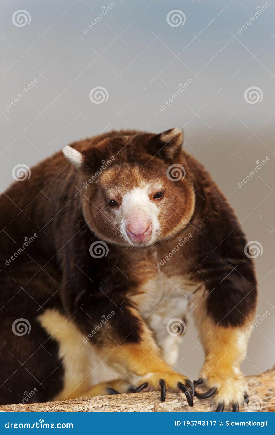 Matschie`s Tree Kangaroo, Dendrolagus Matschiei, Adult Stock Image ...
