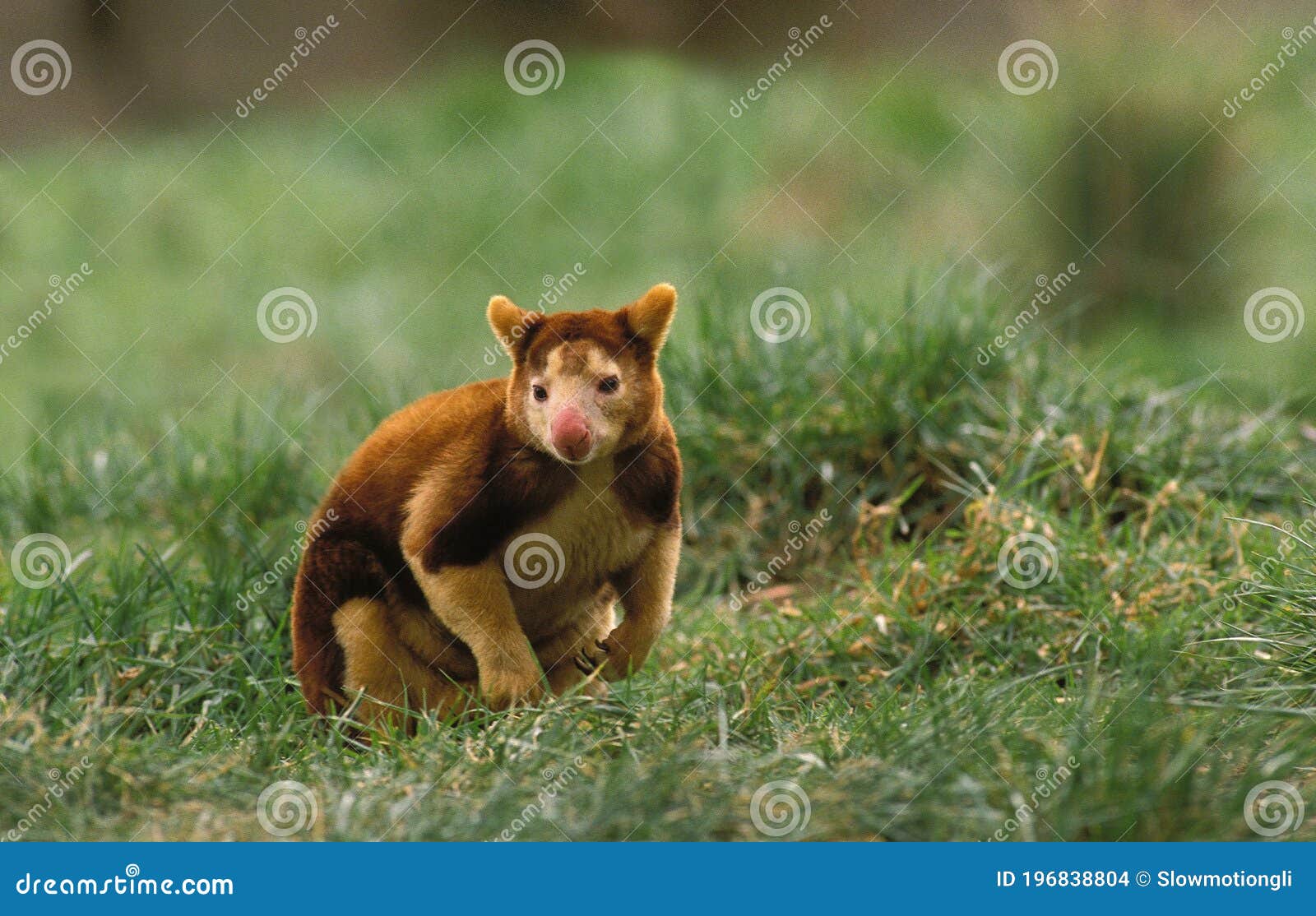 Matschie`s Tree Kangaroo, Dendrolagus Matschiei, Adult Standing on ...