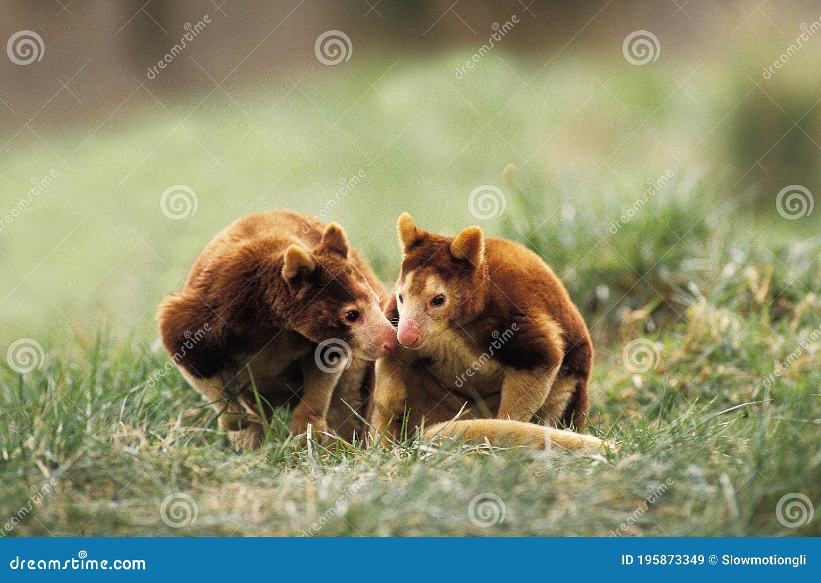 Matschie`s Tree Kangaroo, Dendrolagus Matschiei, Pair Standing on Grass ...