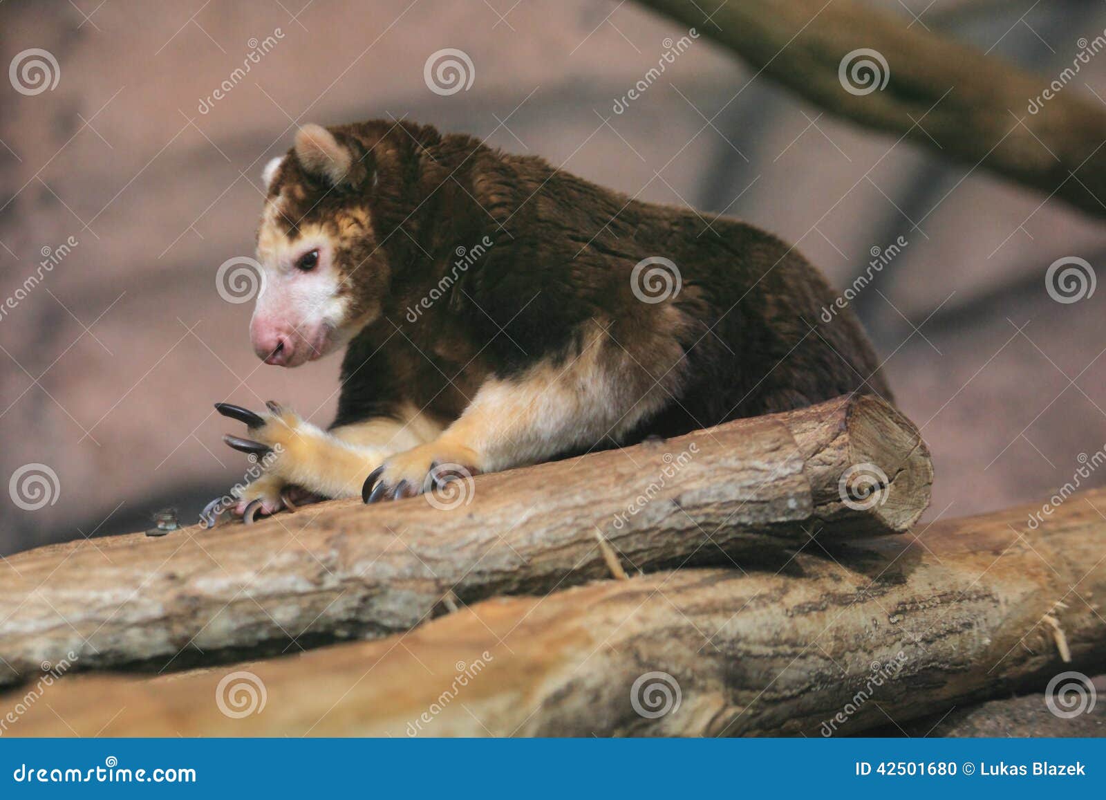 Matschie s tree-kangaroo stock photo. Image of juvenile - 42501680