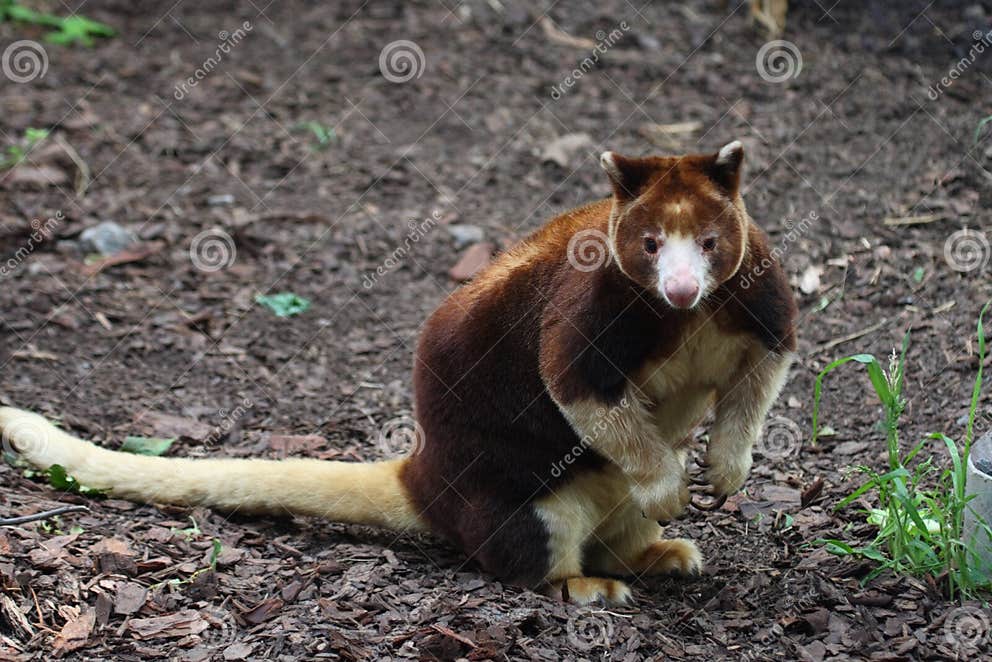 Matschie tree kangaroo stock photo. Image of australasia - 11155118