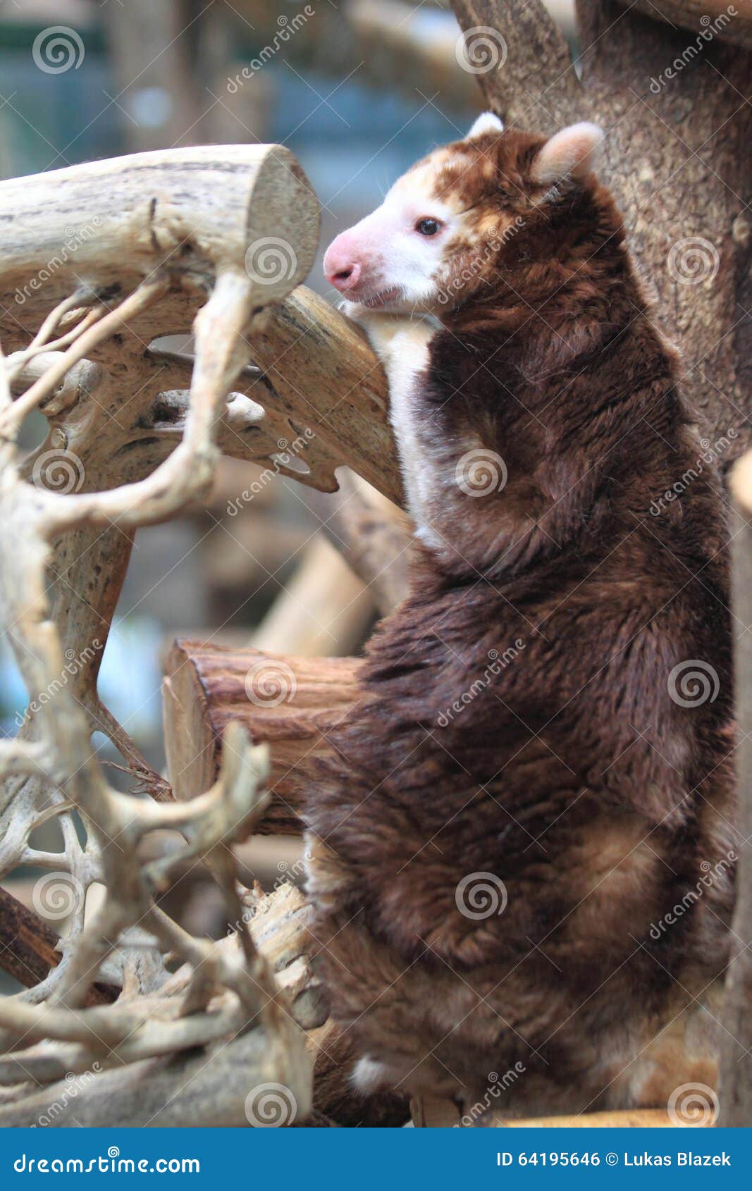 Tree-kangaroo In Taronga Zoo, Syndey Australia Royalty-Free Stock ...