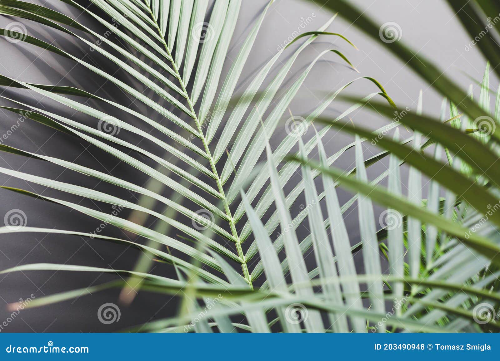 Matte Green Low Key Plants, Soft Foliage Composition Background Texture ...