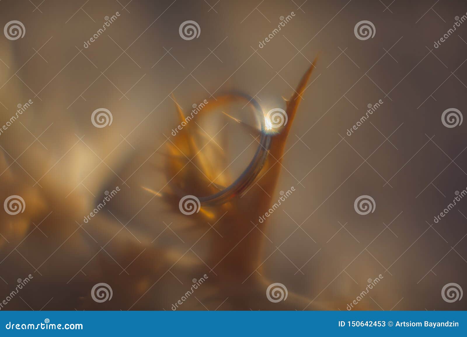 Matte Macro Golden Ring on the Tree Branch Stock Image - Image of macro ...