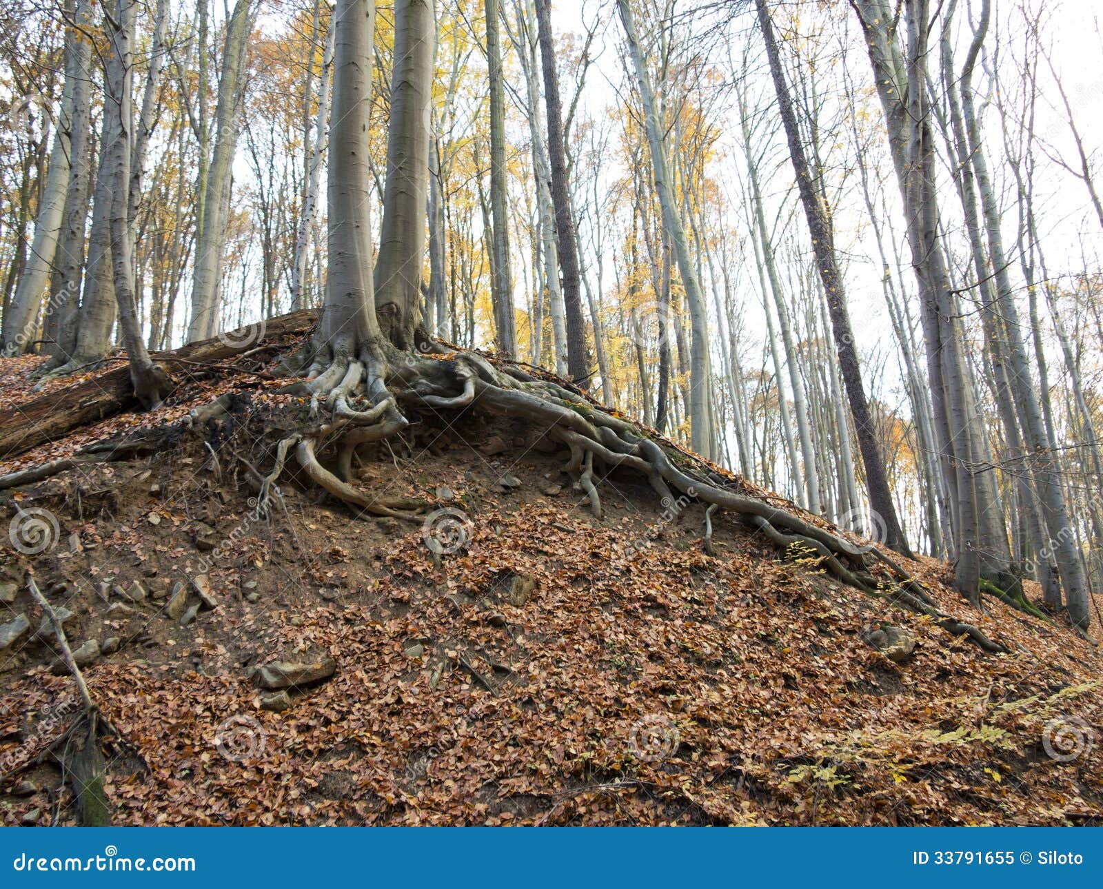 Matted roots stock image. Image of root, snarl, forest - 33791655