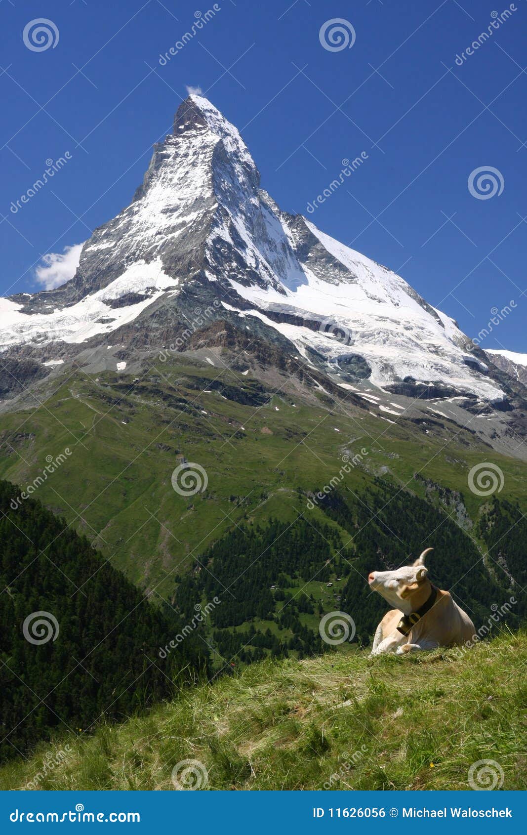 Matterhorn and a Cow stock photo. Image of matterhorn - 11626056