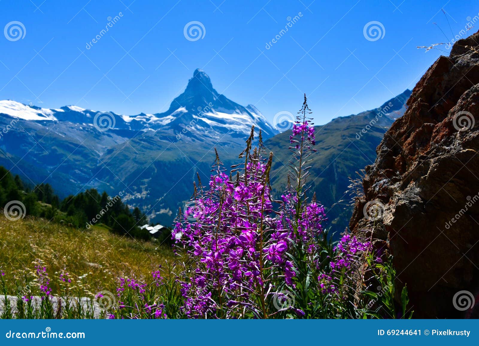 Matterhorn view in spring stock image. Image of flowers - 69244641