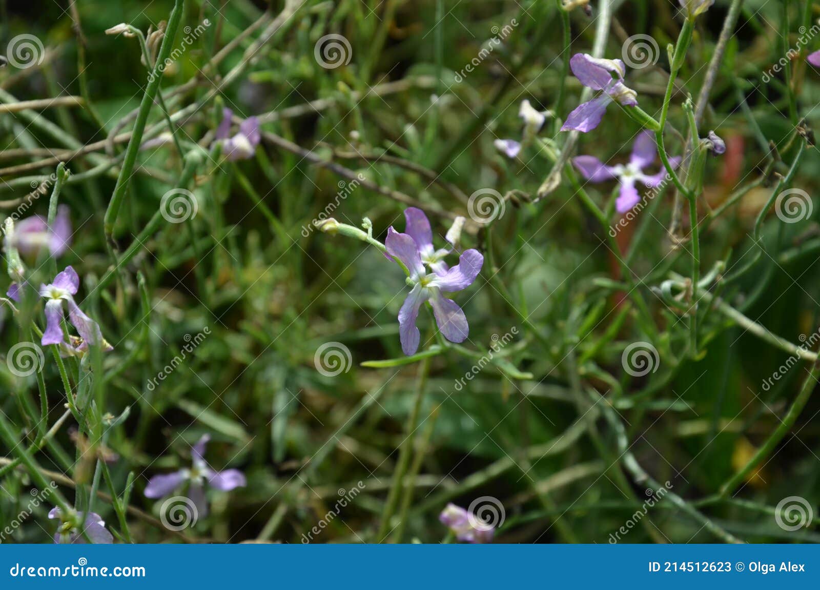Matthiola Bicornis, Night Violet, Nachtviole Stock Image - Image of ...