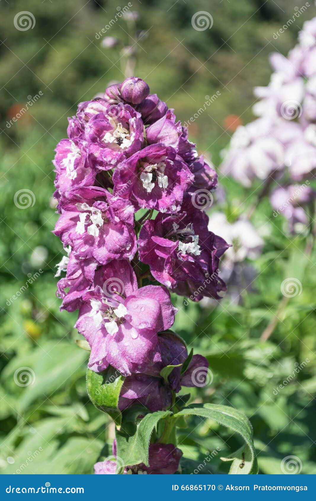 Matthiola Incana stock photo. Image of texture, pretty - 66865170