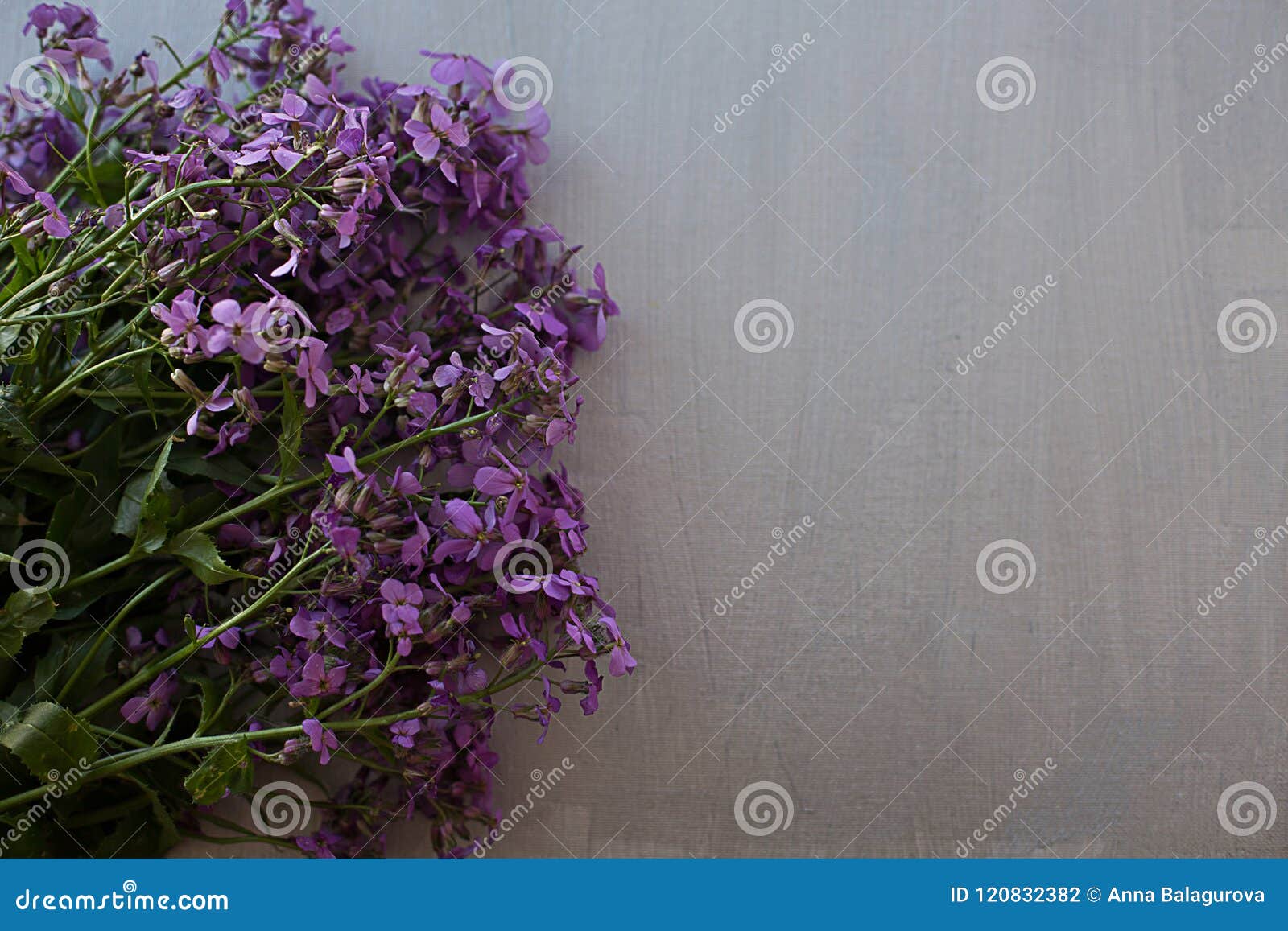 Matthiola Lilac with Green Leaves on a Gray Textured Background Stock ...