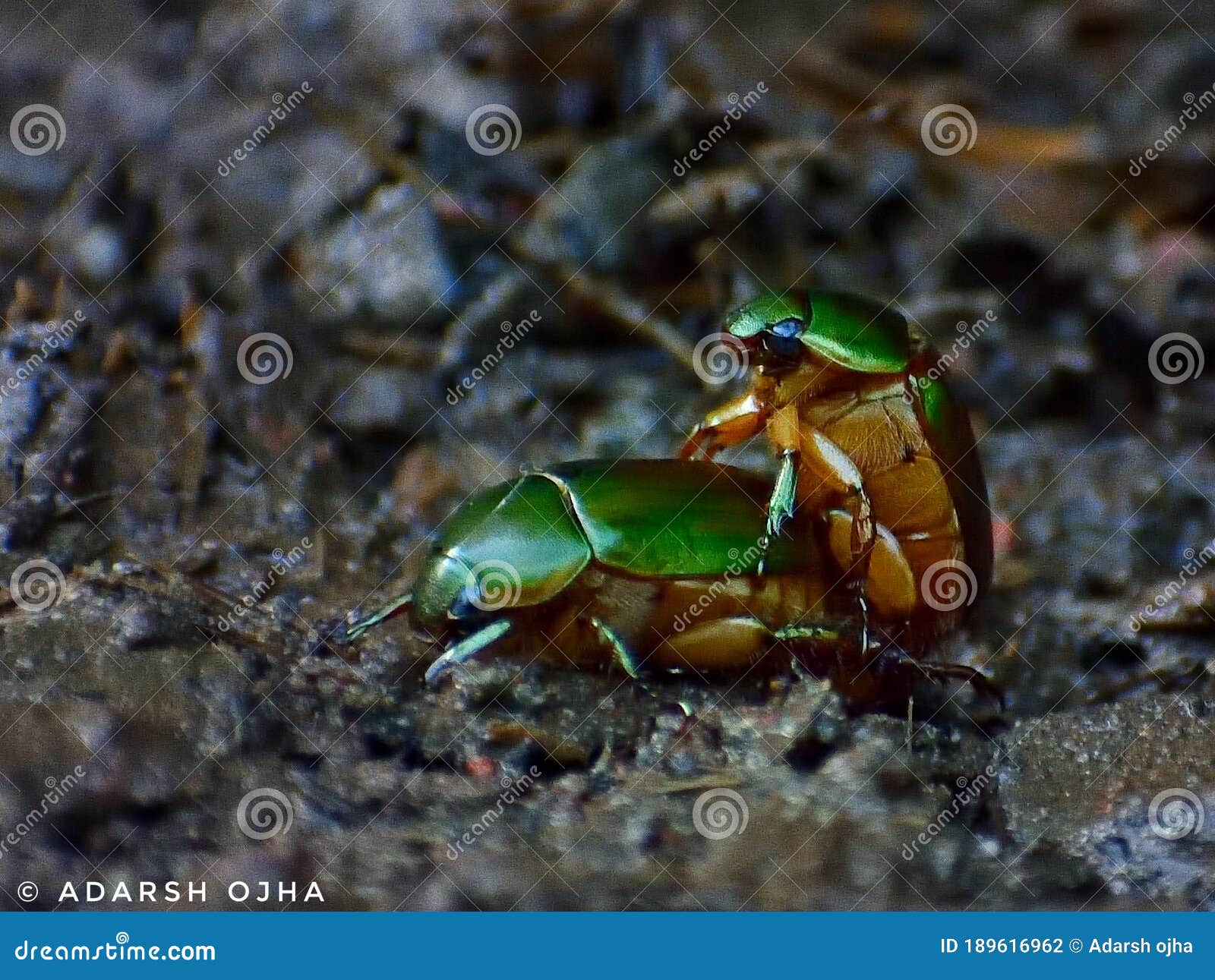 Matting of insects stock photo. Image of arthropod, wildlife - 189616962