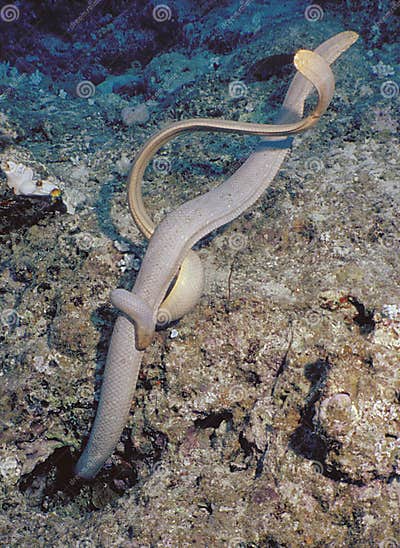 Matting Sea Snakes stock image. Image of fish, seas, travel - 12328011