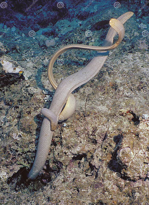 Matting Sea Snakes stock image. Image of fish, seas, travel - 12328011